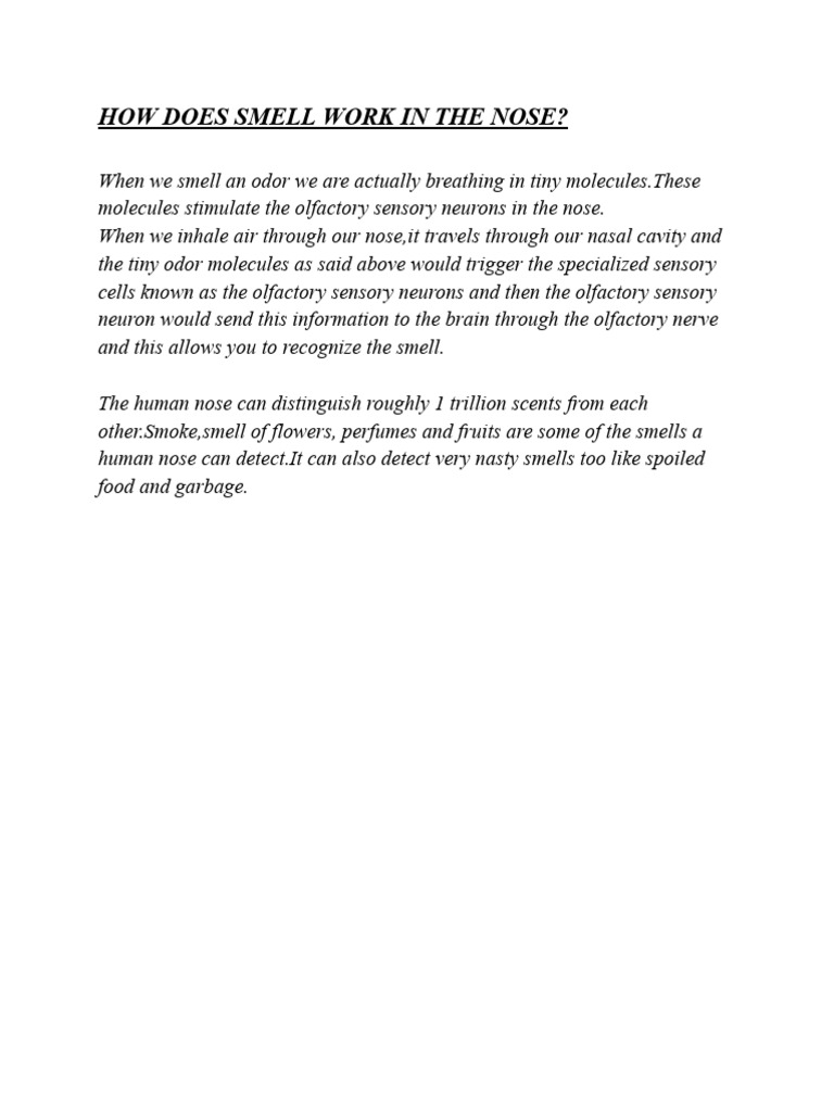 How Does Smell Work in The Nose | PDF