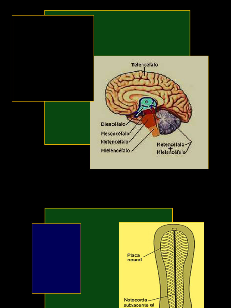 Embriología Del SNC | PDF | Religión y espiritualidad