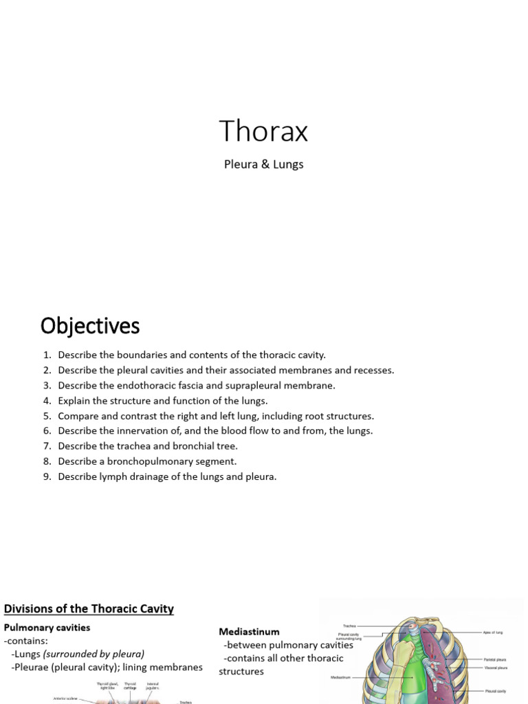 Lecture 8 - Pleura and Lungs | PDF