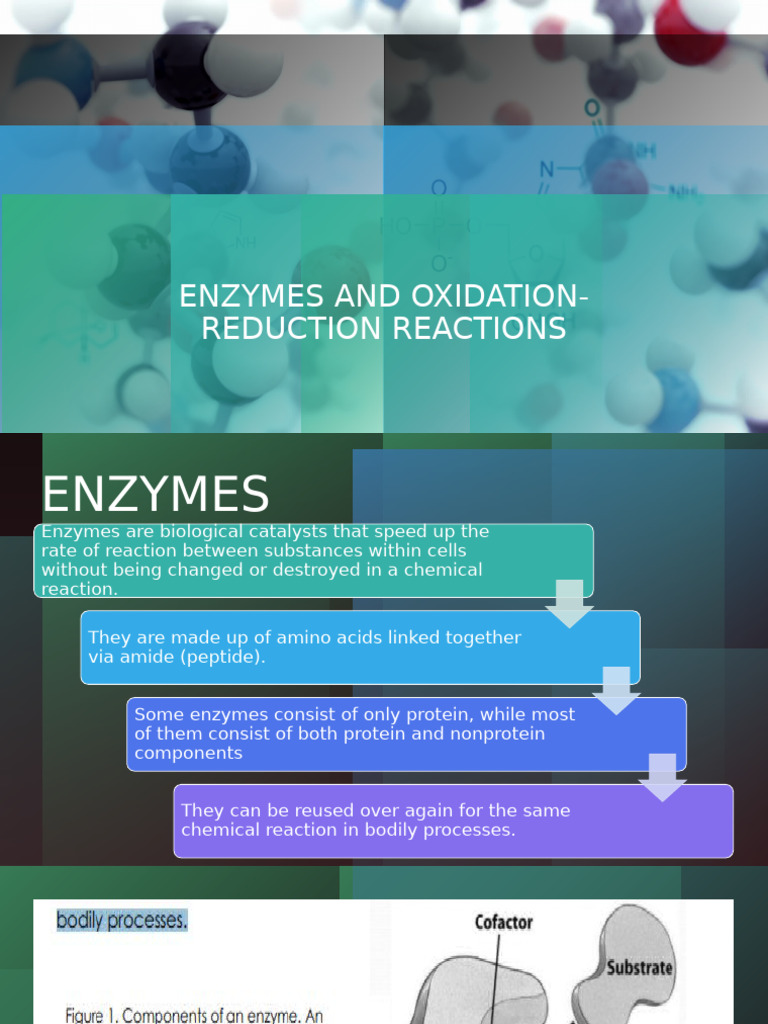 Enzymes and Oxidation Reduction Reactions | PDF | Enzyme | Wellness