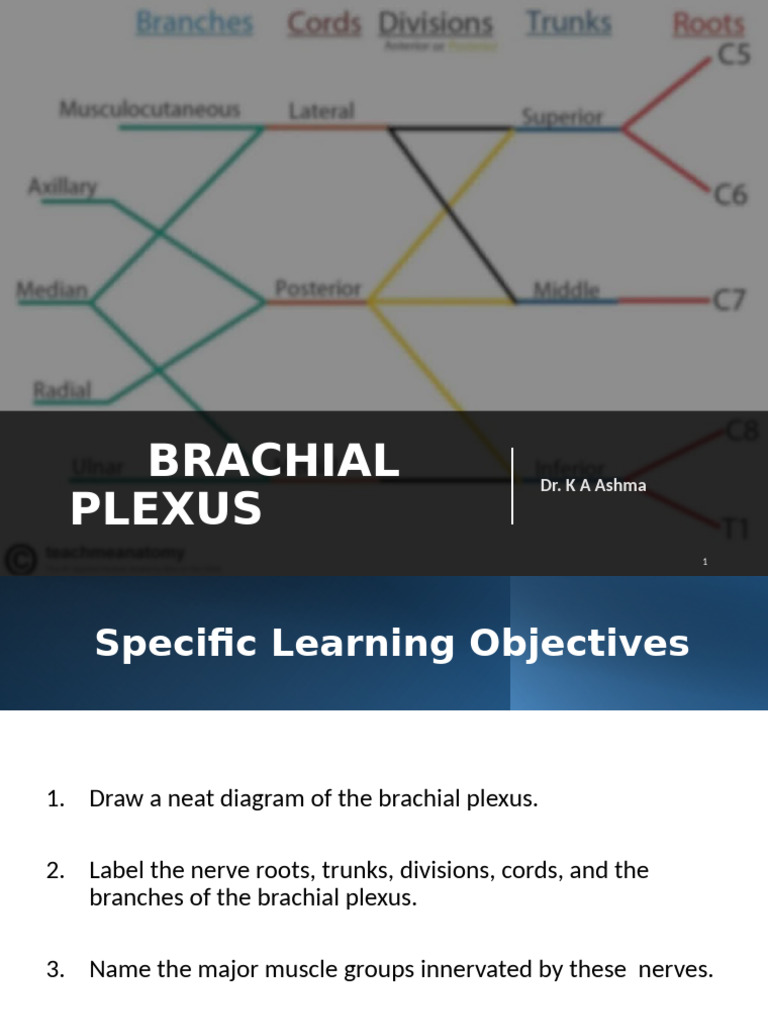Brachial Plexus | PDF