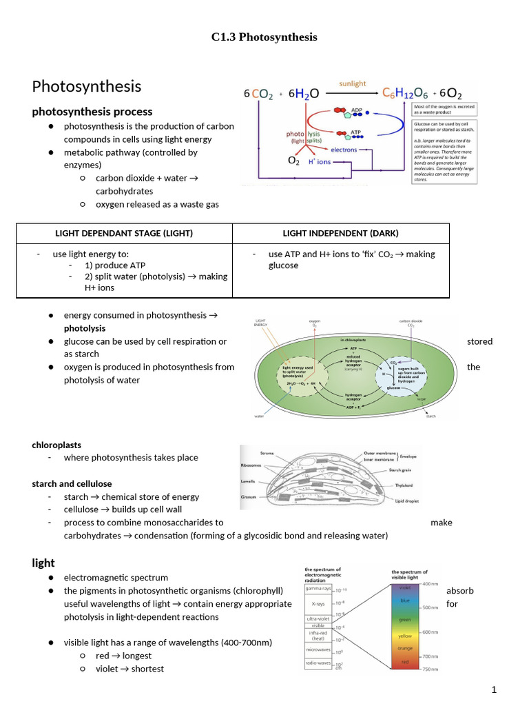 C1.3 Photosynthesis | PDF | Photosynthesis | Chloroplast