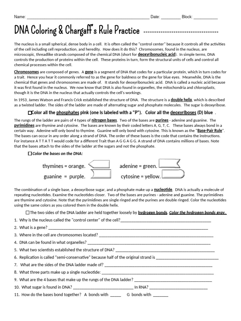 DNA Coloring & Chargaff's Rule's Practice Problems | PDF