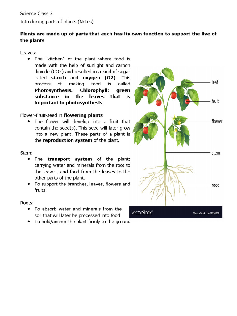 Science 3 PARTS OF PLANTS | PDF