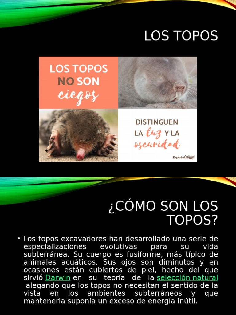 Los Topos | PDF