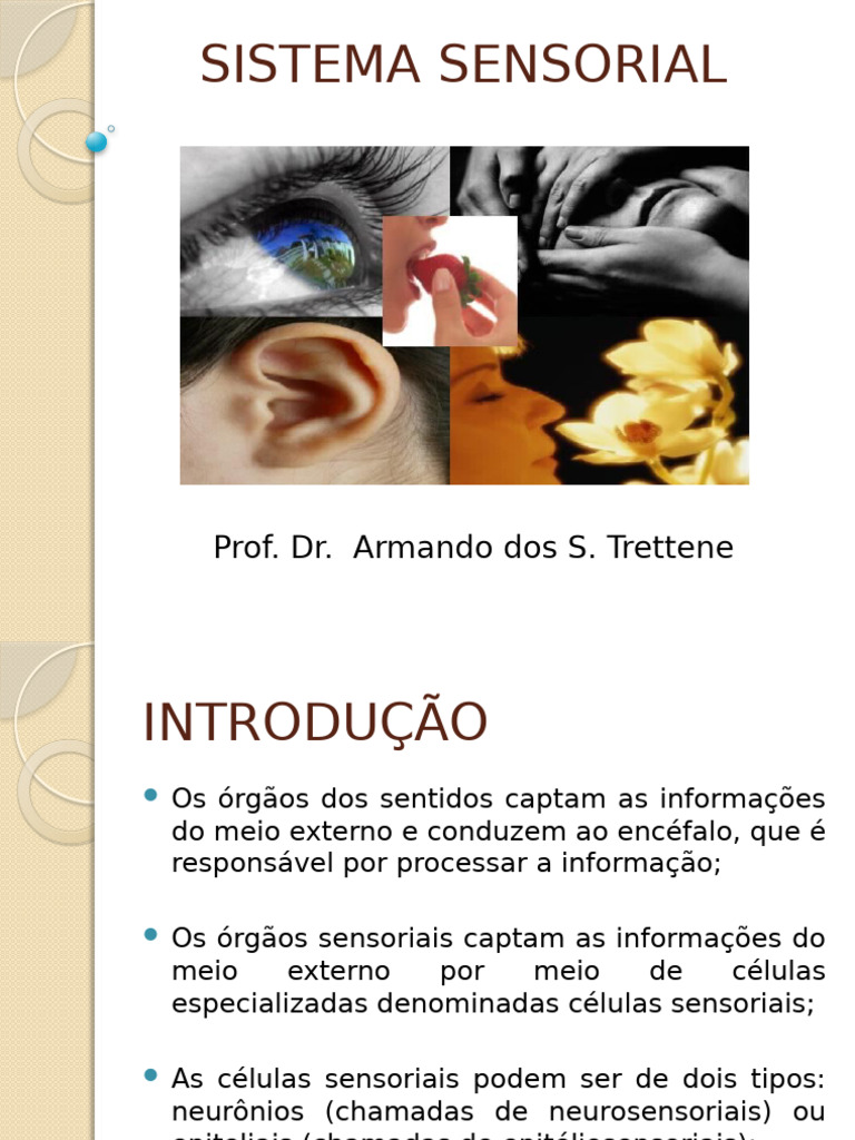 Sistema Sensorial | PDF