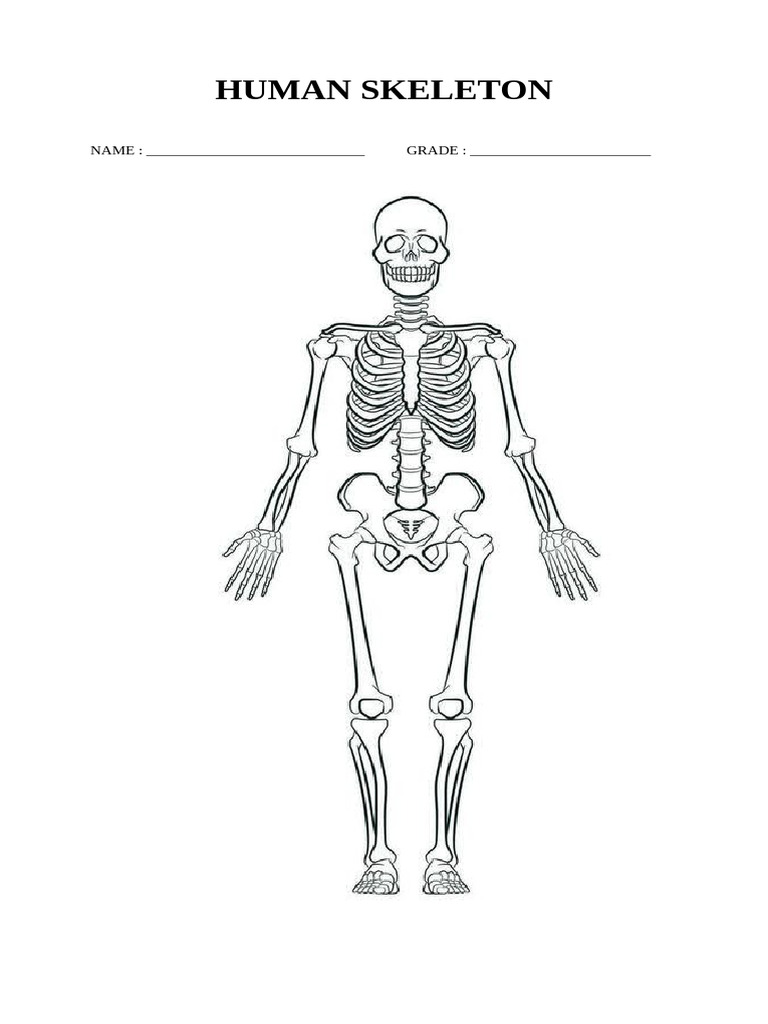 Human Skeleton | PDF