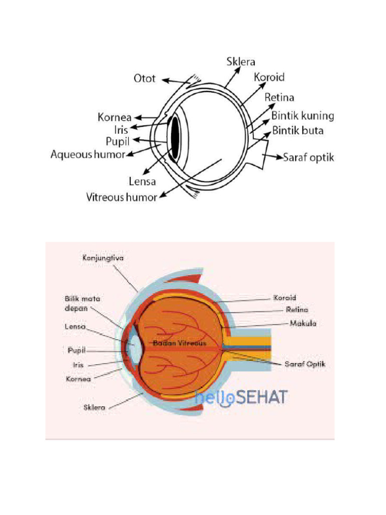 Bagian Bagian Mata | PDF