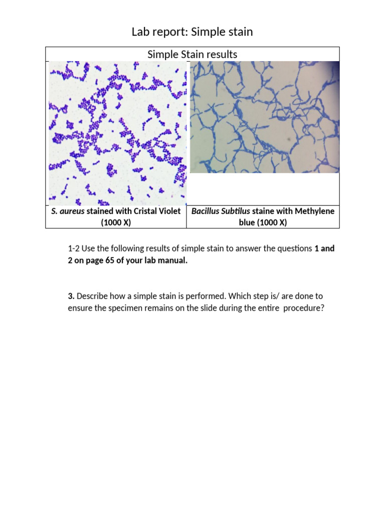 Lab Report 3 Simple Stain | PDF