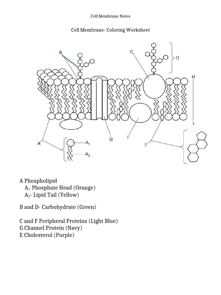 Cell Membrane WS and Notes | PDF