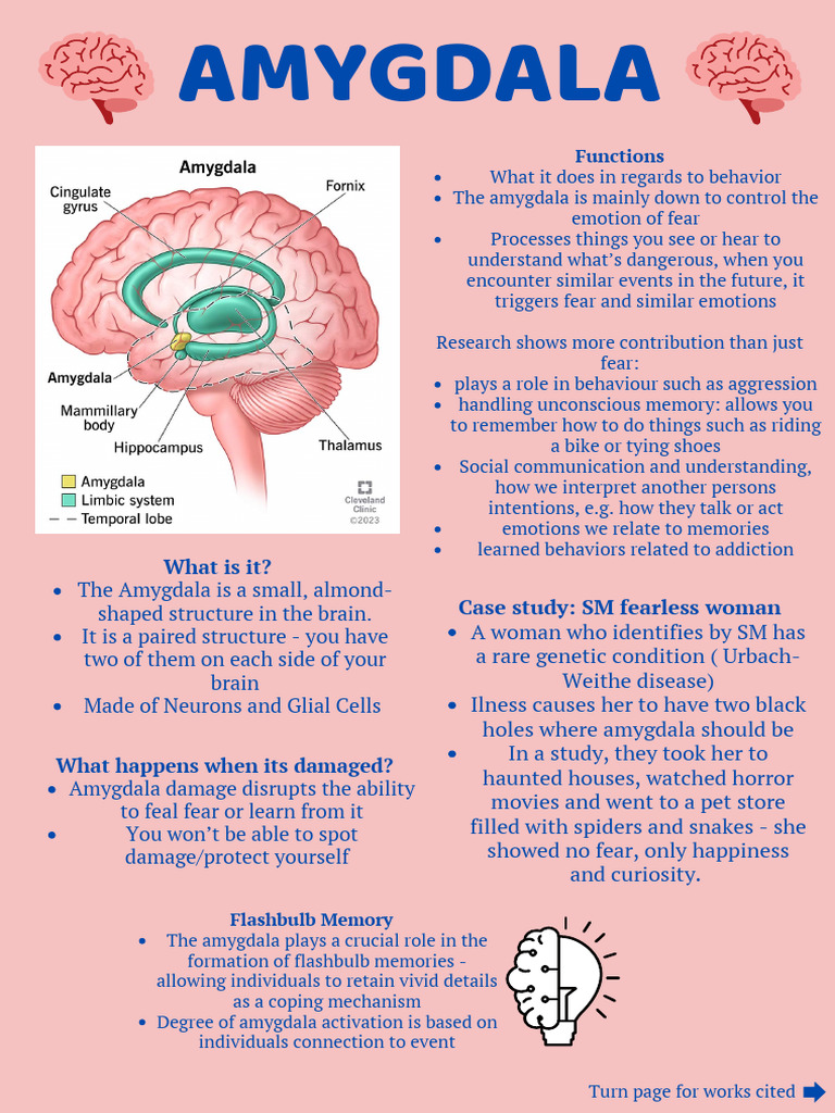 Amygdala | PDF