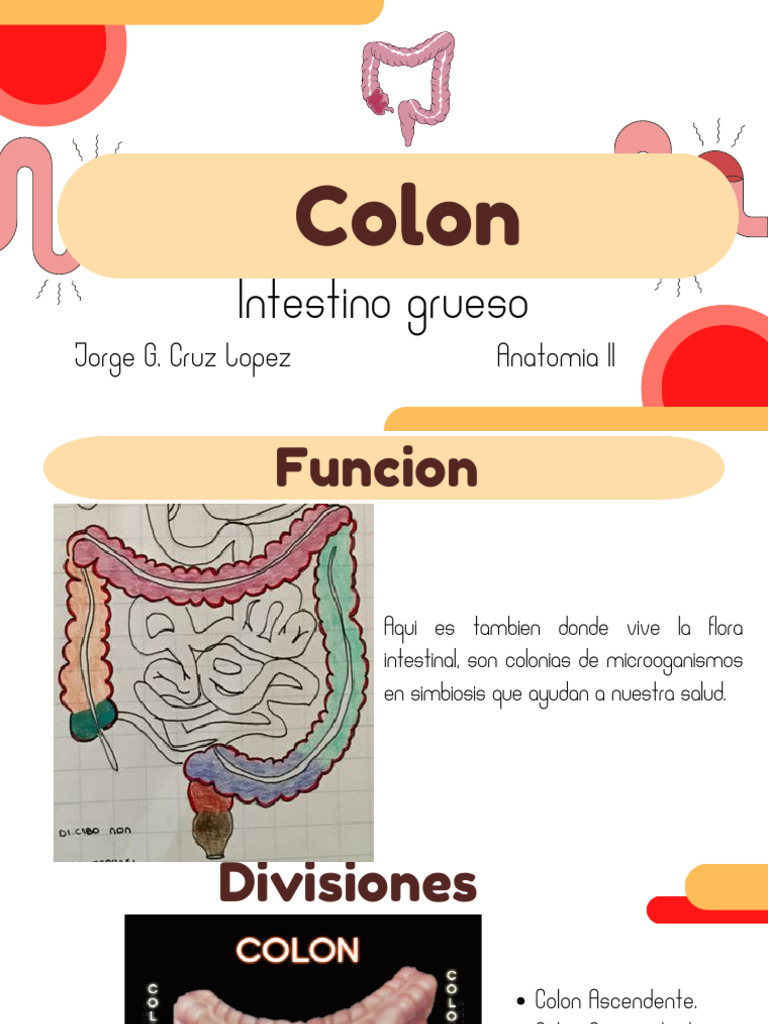 Intestino Grueso Colon, Recto y Ano | PDF