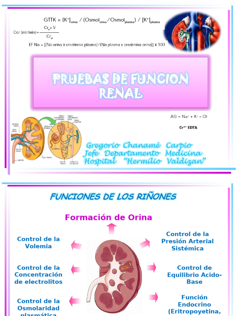 Pruebas Funcional | PDF | Riñón | Sistema urinario