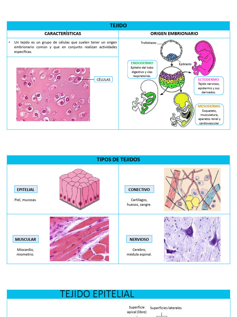 Histo | PDF