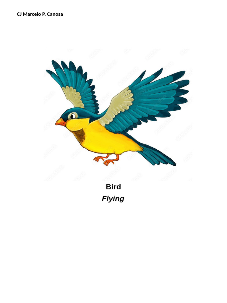 Animals - Bird | PDF