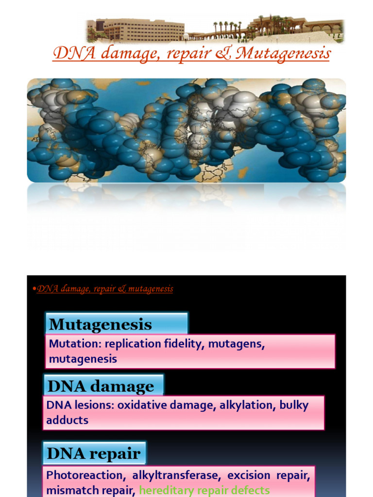 10 - Mutagens and Mutagenesis | PDF