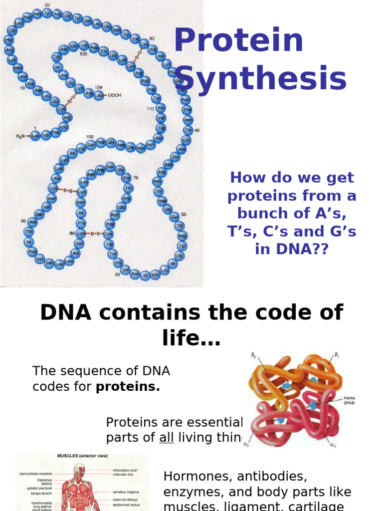 Protein Synthesis | PDF