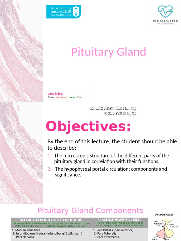 1-Histology of Pituitary Gland | PDF