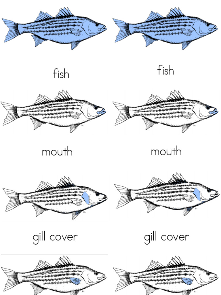Fish 3 Part Cards | PDF