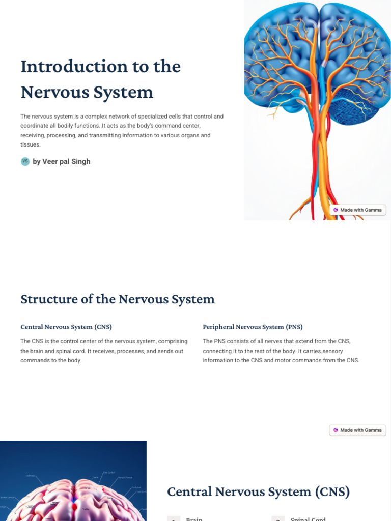 Introduction To The Nervous System | PDF | Central Nervous System ...