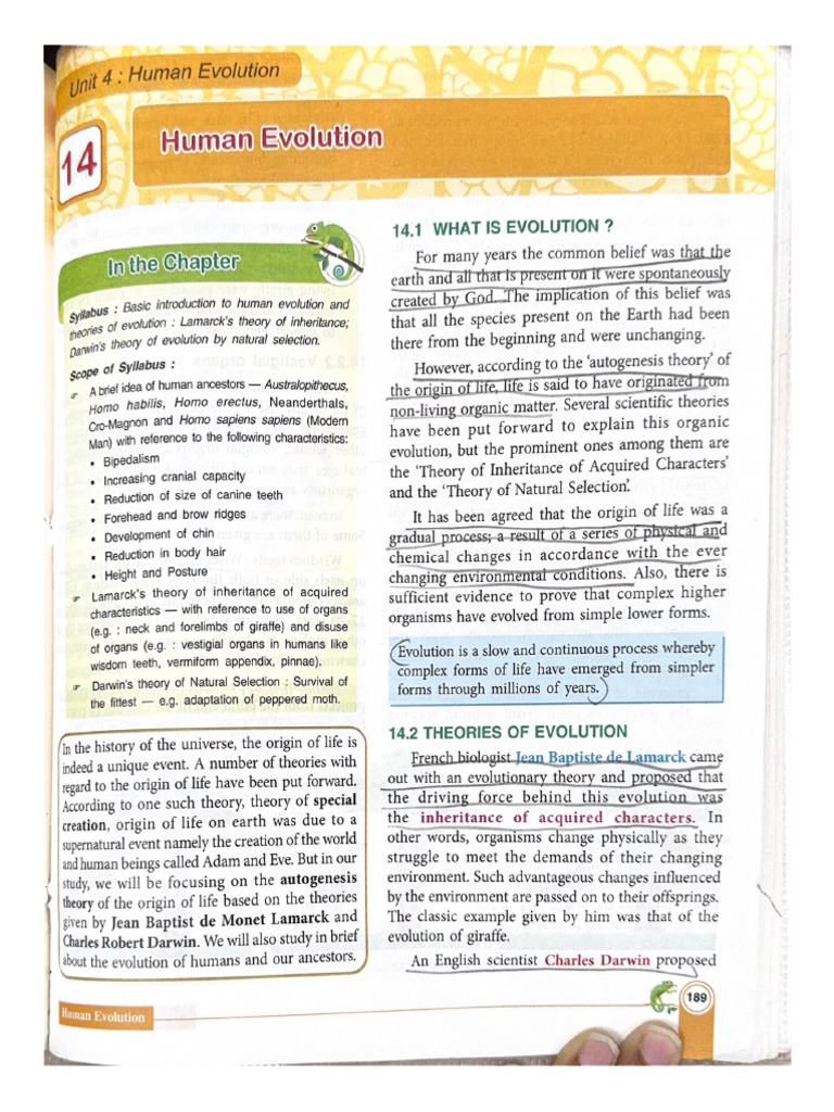 Unit 4 Human Evolution | PDF