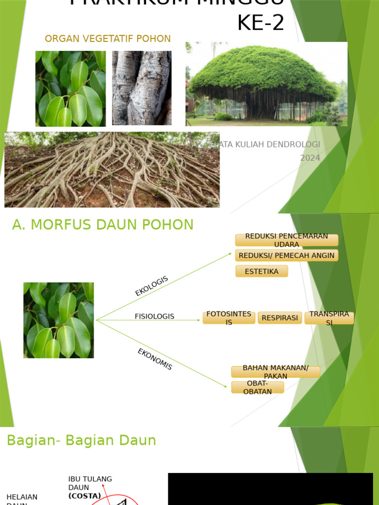 Praktikum Dendrologi Ke-2 | PDF