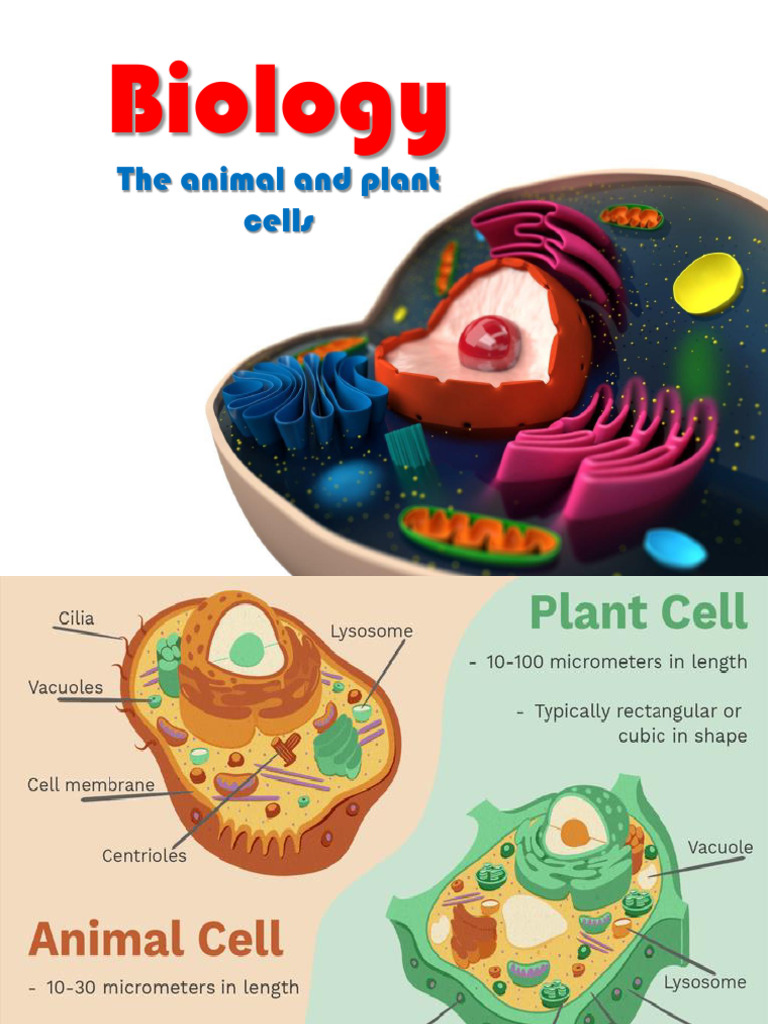 The animal and plant cells | PDF
