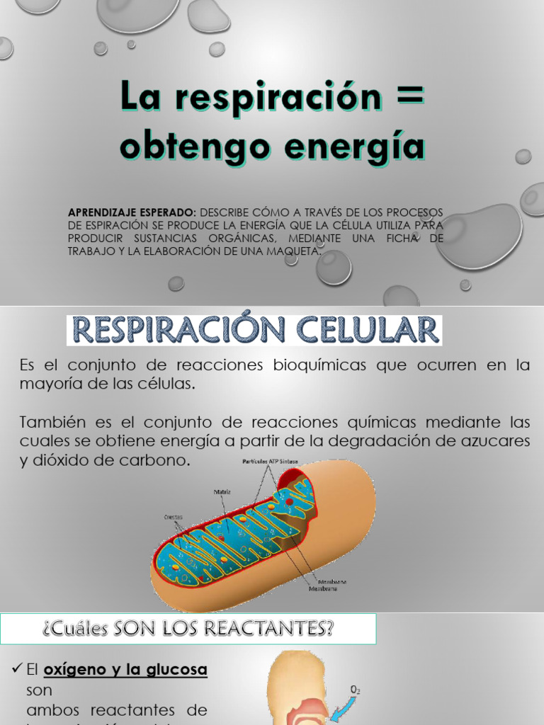 Respiración Celular | PDF