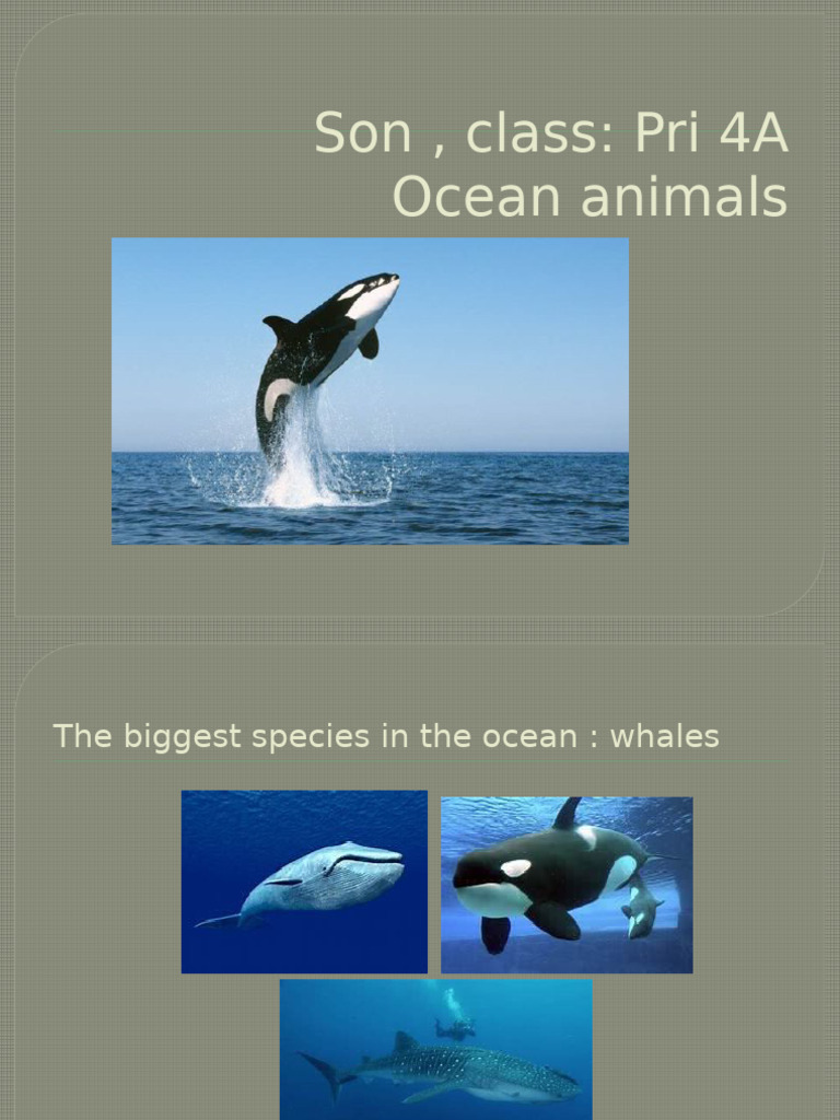 Ocean Animals | PDF