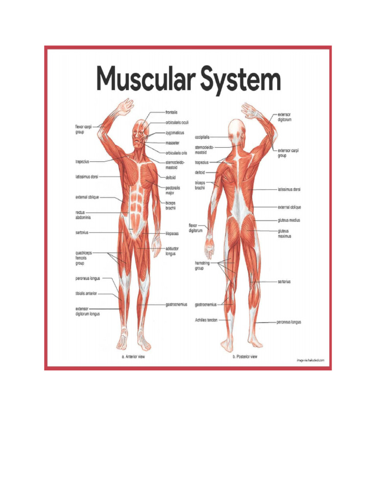 Muscular System Labeling | PDF