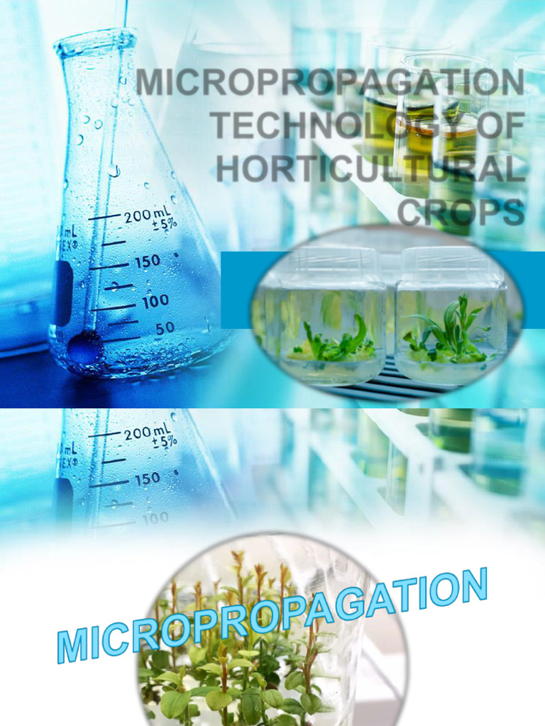 Micropropagation Technology of Horticultural Crops FINAL | PDF
