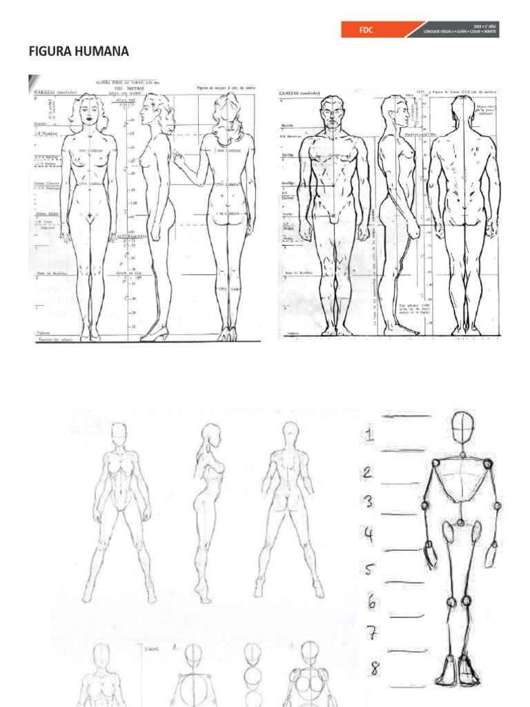 Fig Humana 1 | PDF