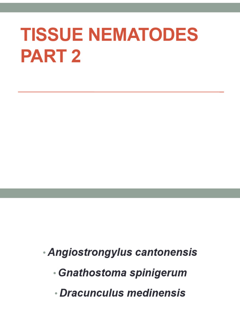 Phasmids 4 | PDF