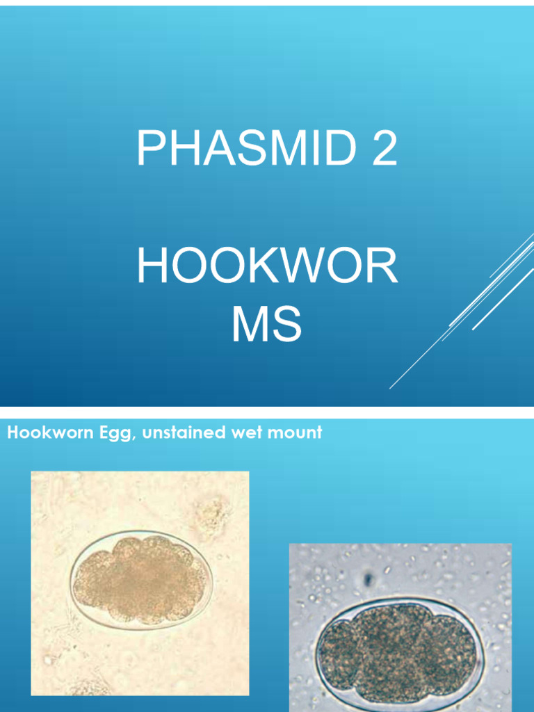 Phasmids 2 | PDF