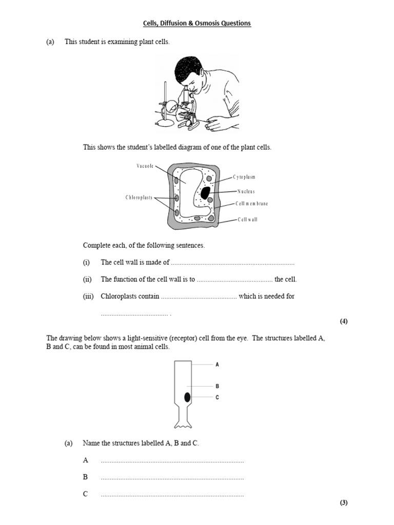 Cells, Diffusion & Osmosis Questions | PDF