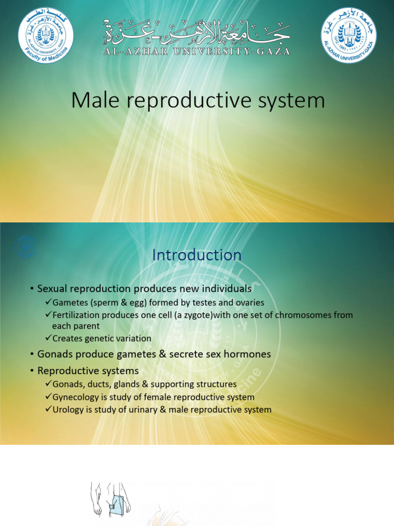 Reproductive Physiology | PDF