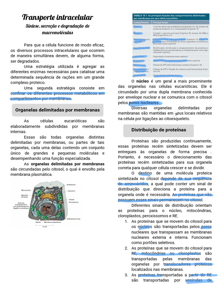 Transporte Intracelular | PDF