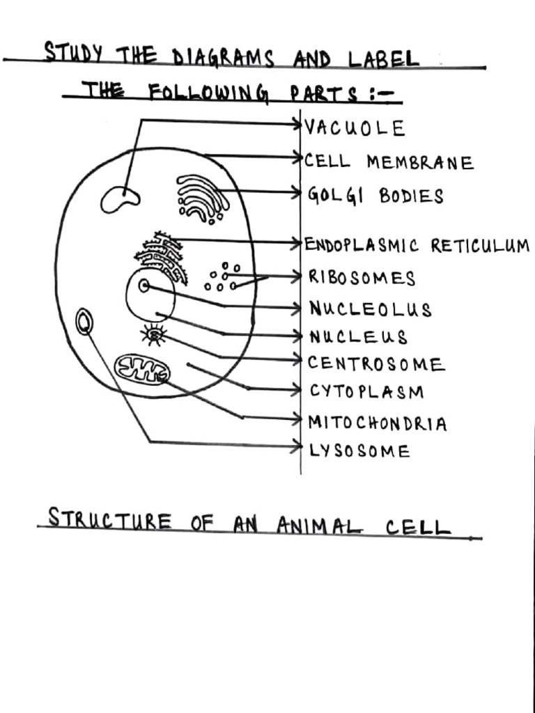 Diag of Cell | PDF