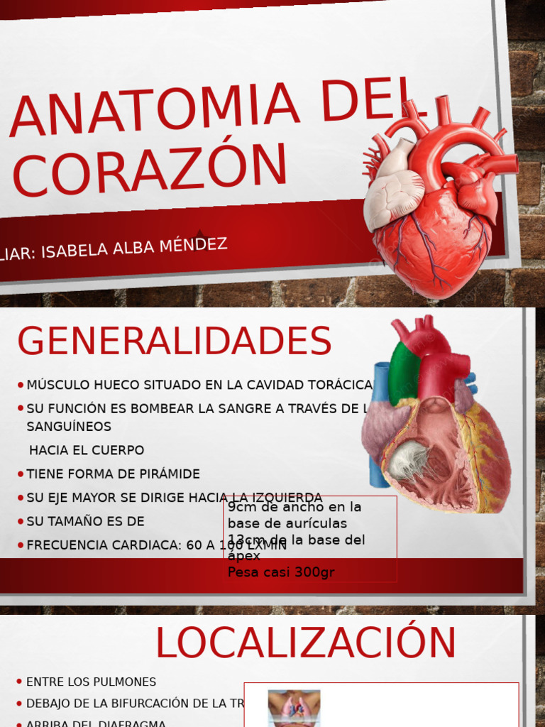 Anatomia Del Corazón | PDF