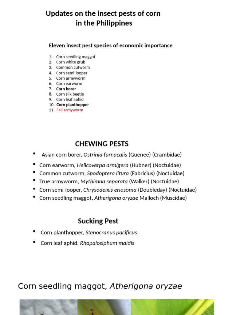 Insect Pest and Diseases of Corn | PDF | Pupa | Insects And Humans