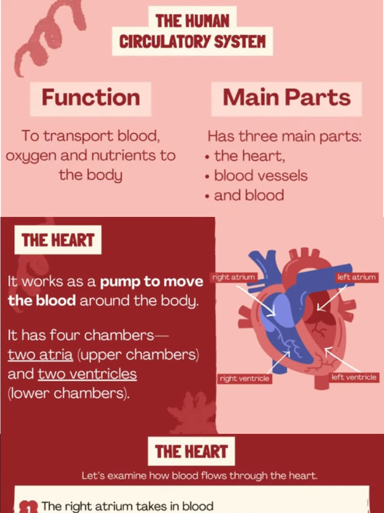 CIRCULATORY | PDF