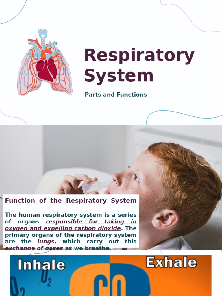 RESPIRATORY | PDF | Lung | Respiratory System