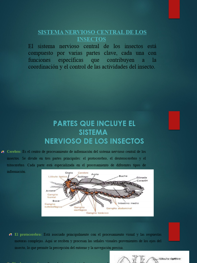 Presentacion Expocion Sistemas de Los Insectos | PDF | Corazón | Sistema circulatorio
