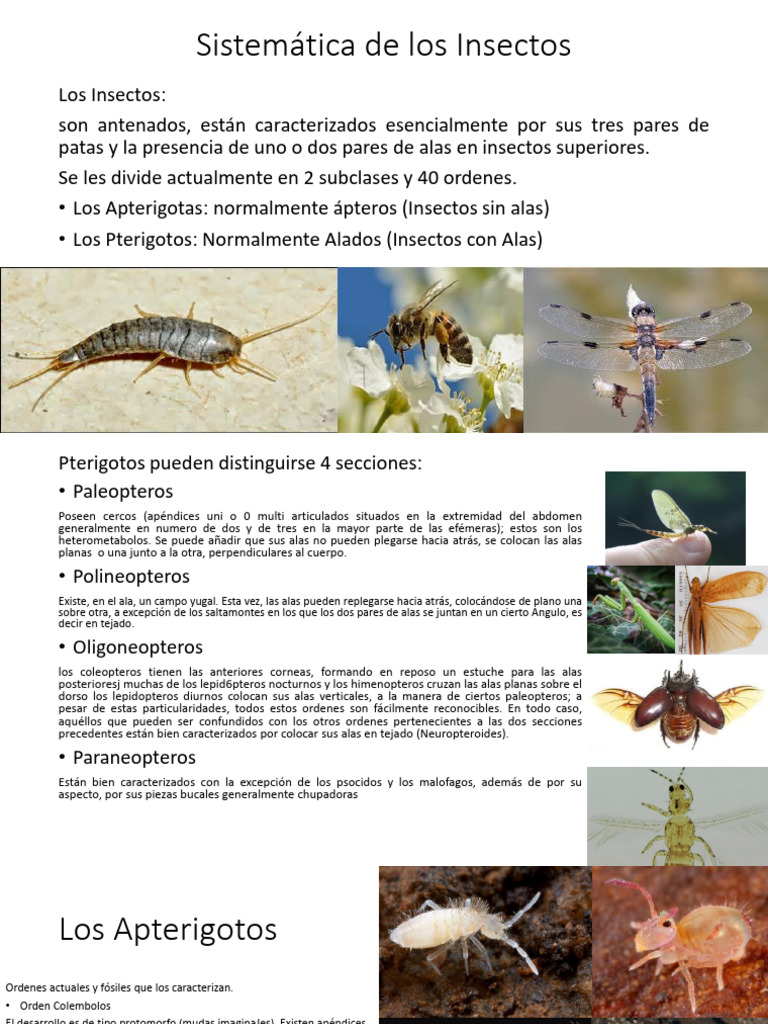 SistemÃ¡tica de Los Insectos 2024. | PDF | Insectos | Lepidópteros
