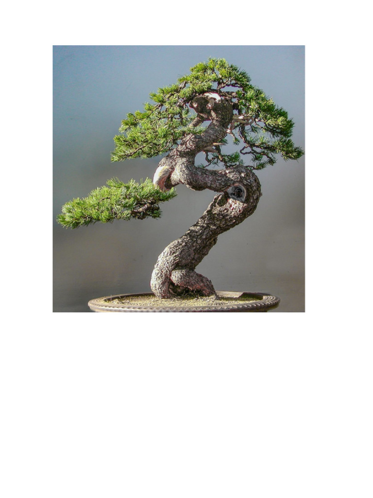 Bonsai 3 | PDF