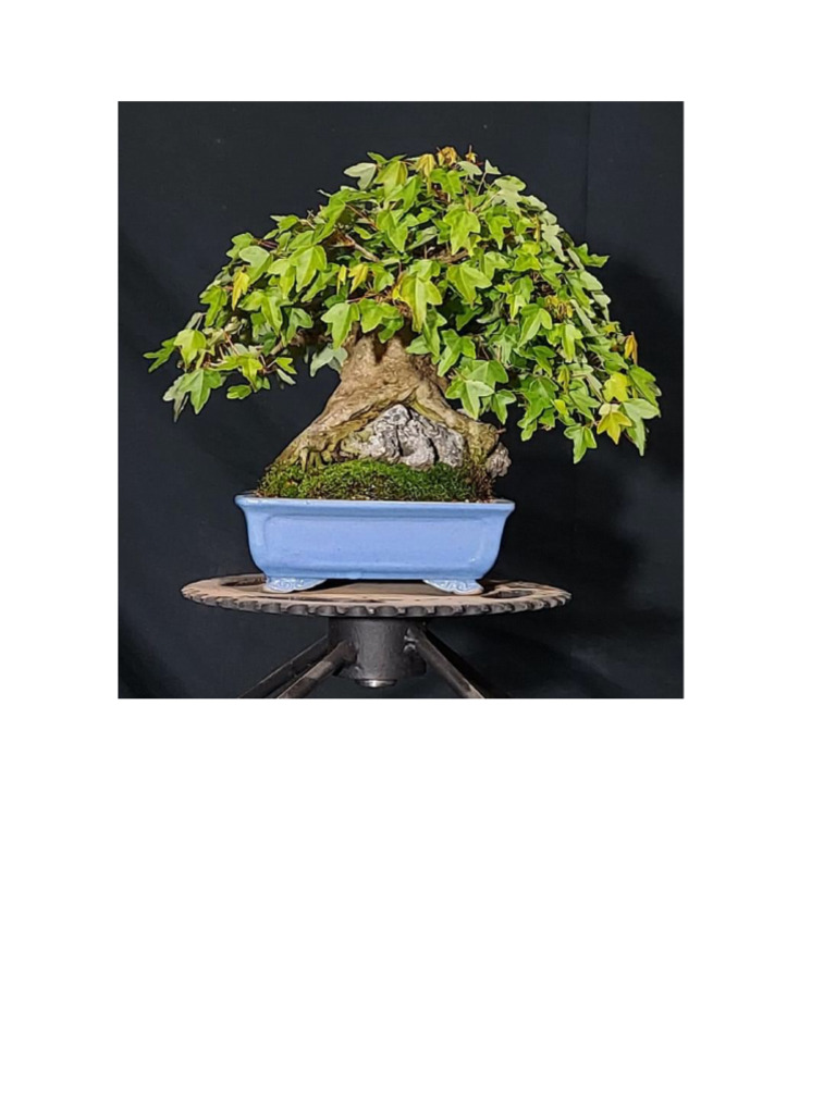 Bonsai 2 | PDF