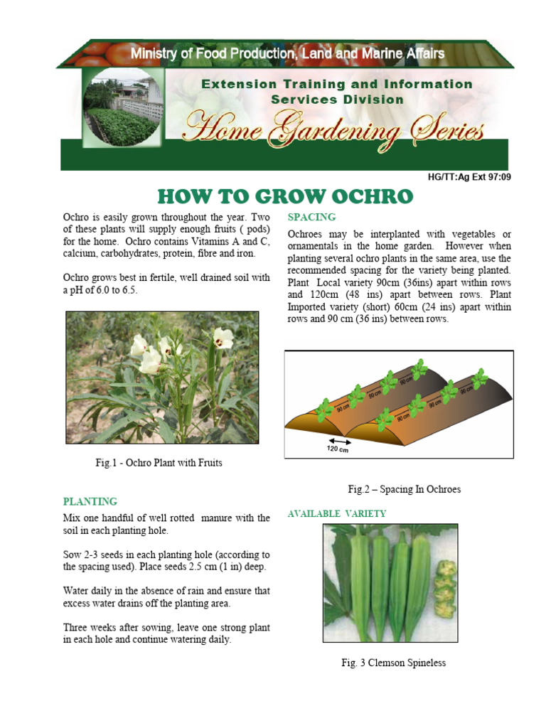 How To Grow Ochro | PDF