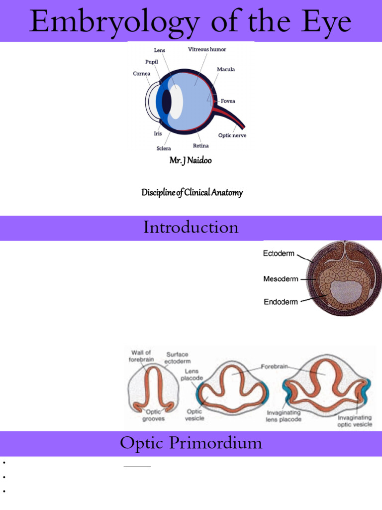 Embryology of The Eye - JN | PDF