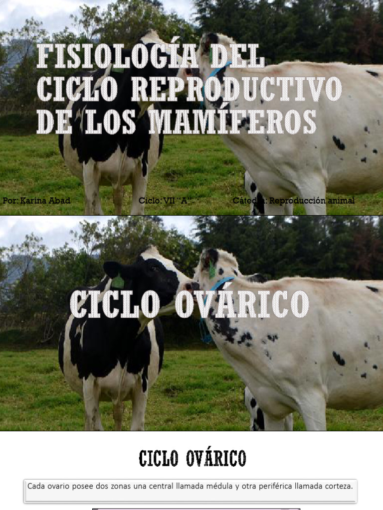 Fisiología Del Ciclo Reproductivo de Los Mamíferos | PDF