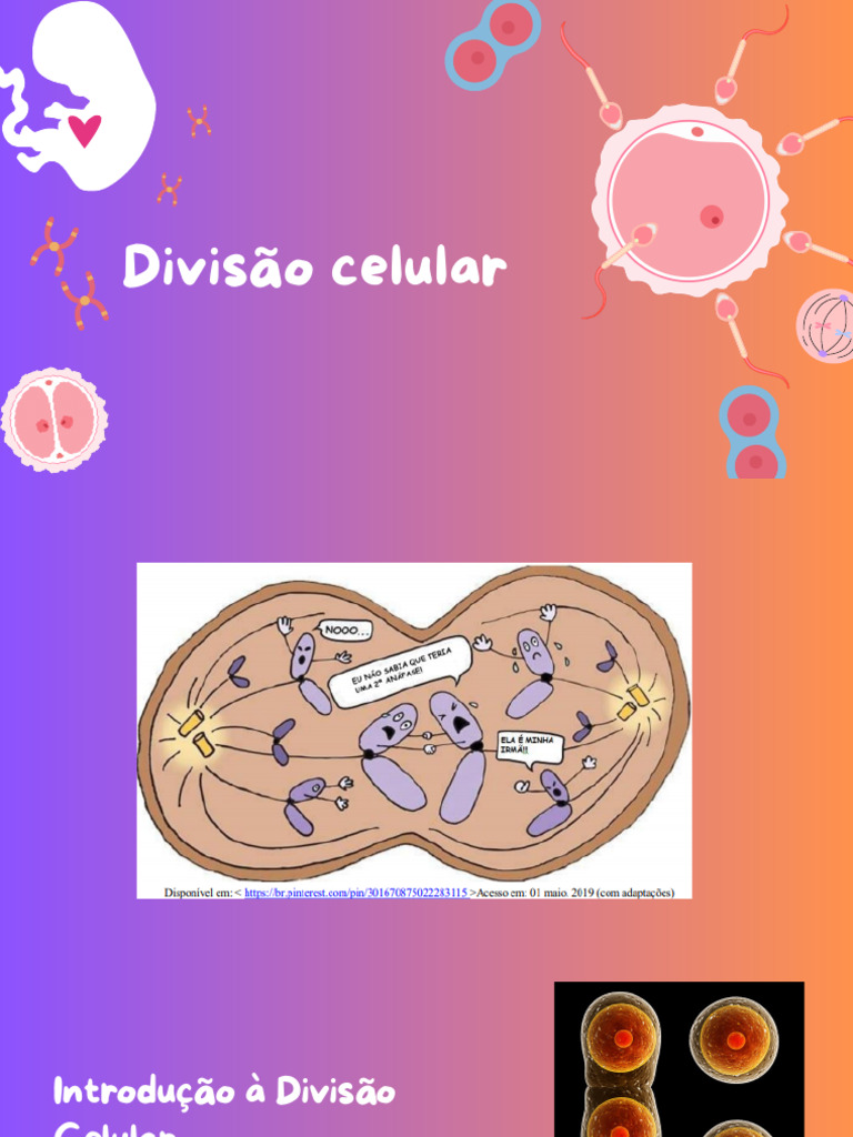 Divisão Celular | PDF